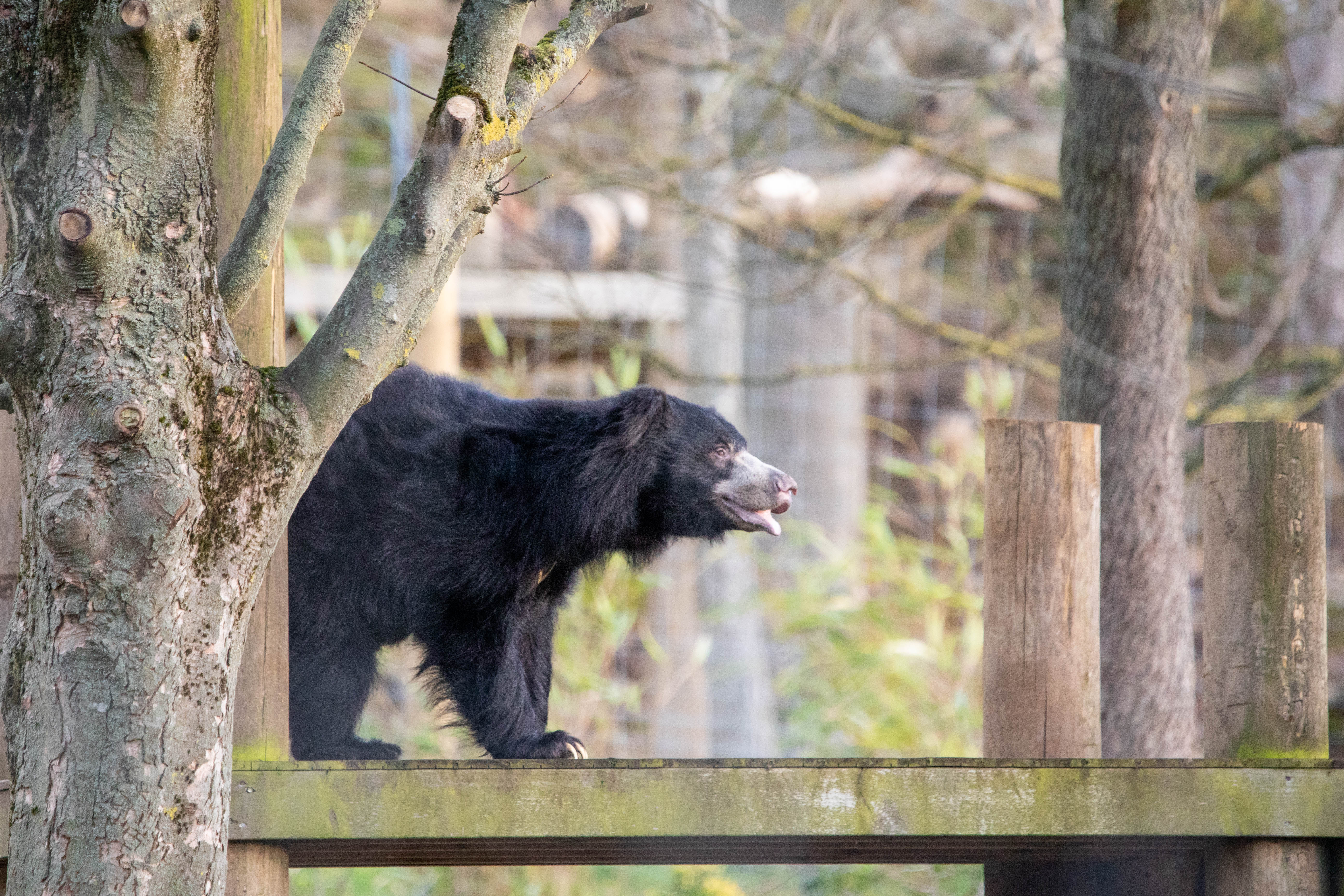 Rajath the Sloth bear plays in his new Scottish home